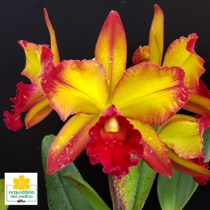 Muda de orquídea Cattleya Blc Suzuki´s Red Flare Nagasse
