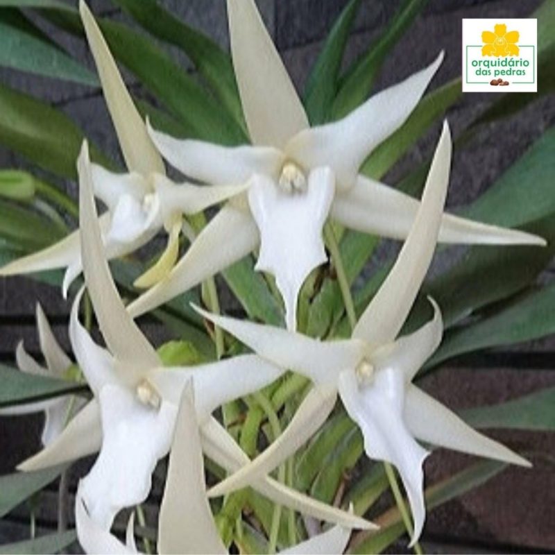 Angraecum sesquipedale – orquídea cometa